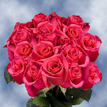 Wholesale Beautiful Hot Pink Roses | GlobalRose