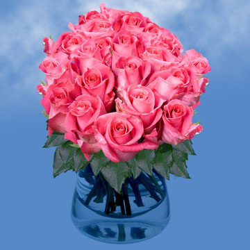 Wholesale Deep Pink Roses | GlobalRose