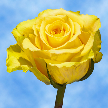 Wholesale Yellow Roses | Global Rose