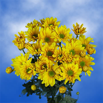 Daisy Assorted | GlobalRose Wholesale Flowers | GlobalRose
