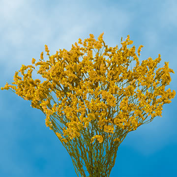 Yellow Limonium | GlobalRose