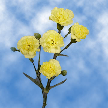 Yellow Mini Carnations Cheap | GlobalRose