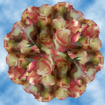 Buying Cream Yellow with Pink Edges Roses | GlobalRose
