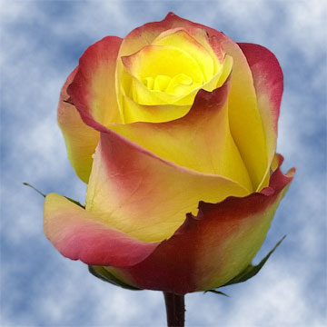 Yellow Rose With Red Tip Whatrosesmean