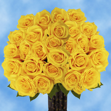 Yellow Rose For Sale | GlobalRose