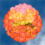 Circus Rose | Global Rose