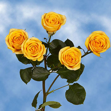 Yellow Spray Roses Flowers | GlobalRose